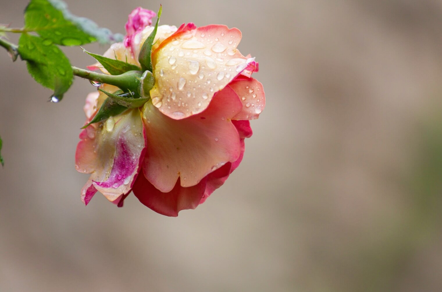 Roses Rain Drop Garden - rudolfgeiger fotografie rain drop rose garden
